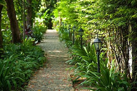 입을 크게 벌리고 땅 위를 걷는 성난 사자 무서운 사자 그림 배경 일러스트 및 사진 무료 다운로드 Pngtree