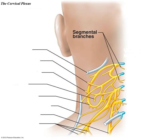 Cervical Plexus Diagram Quizlet