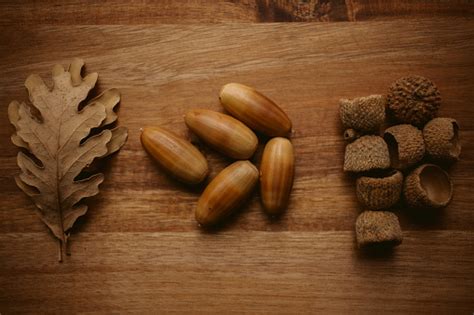 가을 배경 나무 배경에 오크 잎과 도토리 타락한 참나무 잎의 감촉과 디자인의 배경으로 가까이 0명에 대한 스톡 사진 및 기타 이미지 Istock