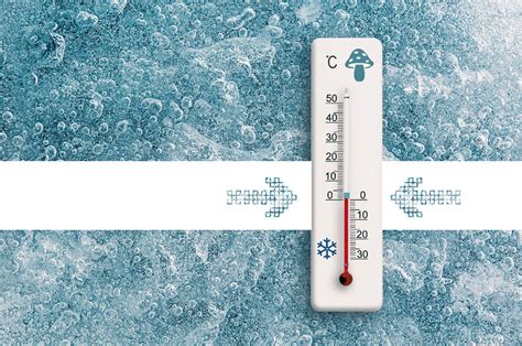 How To Store Fresh Psychedelic Mushrooms