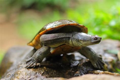 How Should I Care For My Pet Turtle RSPCA Knowledgebase