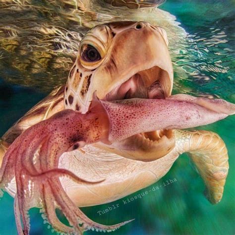 Predators And Preys Sea Turtle With Mouth Open Sea Turtle And