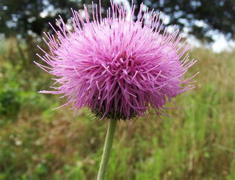 Types Of Thistle