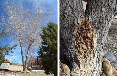 Whats Wrong With MY Tree PART Oozing Stains On Tree Trunk