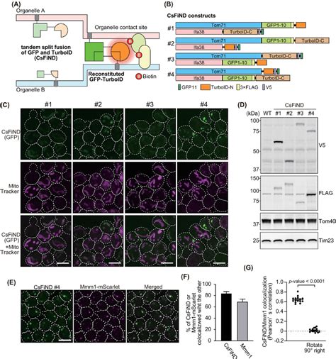 Figure 1 From Complementation Assay Using Fusion Of Split Gfp And Turboid Csfind Enables