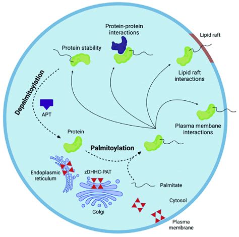 Dynamic Protein S Palmitoylation S Palmitoylation Is A Reversible And Download Scientific