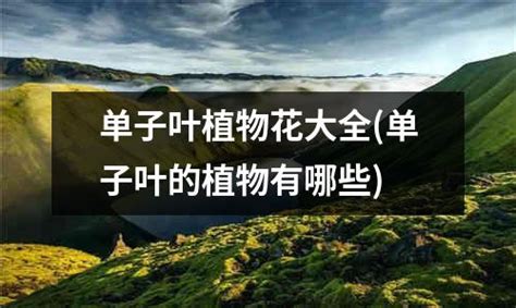 单子叶植物花大全 单子叶的植物有哪些 养花经验