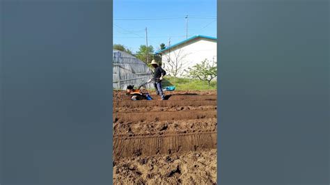 밭고랑 만들기 밭 비닐 씌우기 Youtube