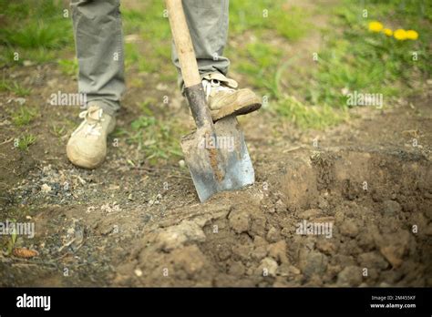 Guy Is Digging Ground Man With Shovel Details Of Rural Life Digging Up Soil Work On Land
