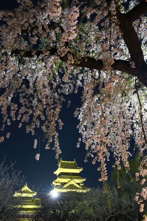 桜の下 GANREF