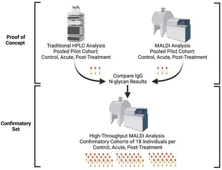 Lyme Disease IgG N Linked Glycans Contrast The Canonical Inflammatory Signature BioRxiv