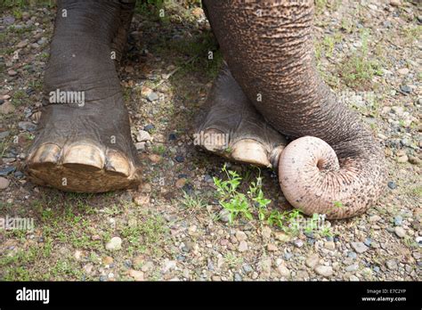 Elephant Legs High Resolution Stock Photography And Images Alamy