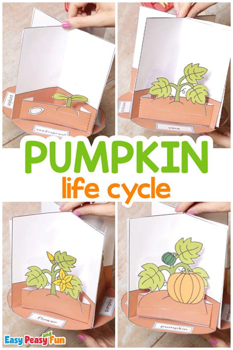 Bird Life Cycle Life Cycle Craft Pumpkin Life Cycle Butterfly Life