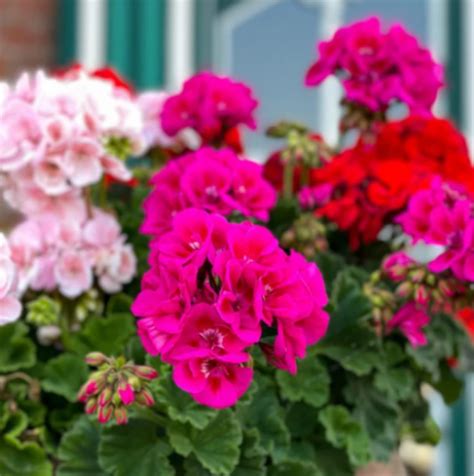 Мушкатата ще цъфтят сякаш без да сте правили нищо Изсипете само 1 капка от тази течност и те ще