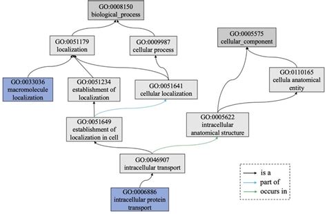 a subgraph of go go is a direct acyclic graph for each branch where download scientific