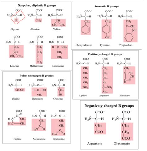 Core 4a Biomolecules In Action Flashcards Quizlet