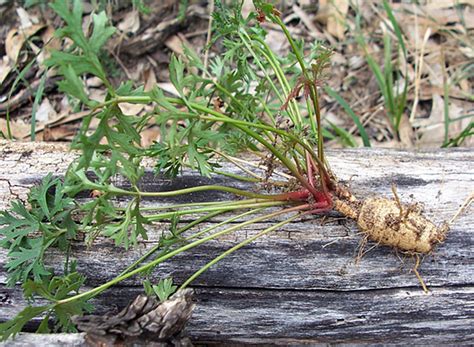 Wild Parsnip Trachymene Incisa Indigigrow