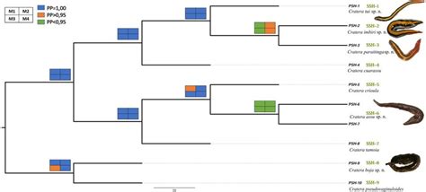 Results Of Bpp Molecular Species Delimitation Results Of Bpp