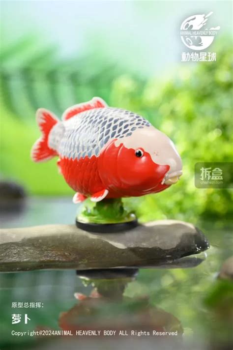 動物星球 心寬體胖第二十一彈 觀賞魚 蘭壽錦鯉gk擺件 宅中地