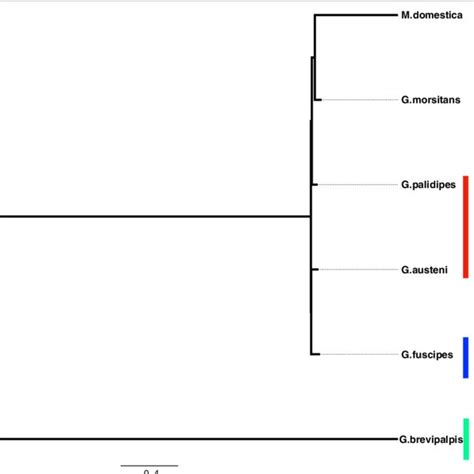 phylogenetic reconstruction using species specific concatenated