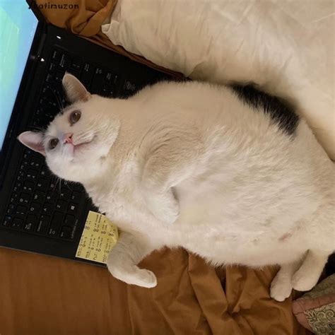 хватит работать давай няшиться котячие мемы ВКонтакте