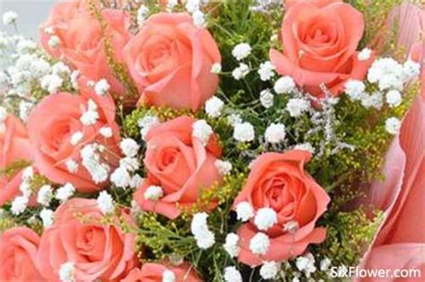 粉玫瑰的花语是什么适合送给什么人 六朵花