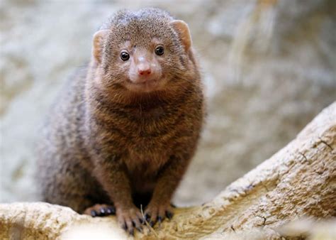 26 Animals That Mate For Life Monogamous Animal Guide Everywhere Wild
