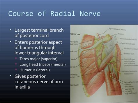 Radial Nerve Course And Relations Applied Anatomy