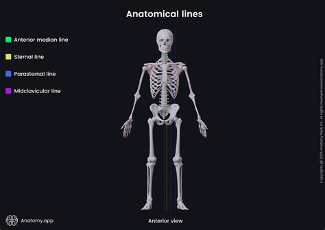 Anatomical Terminology Encyclopedia Anatomy App Learn Anatomy