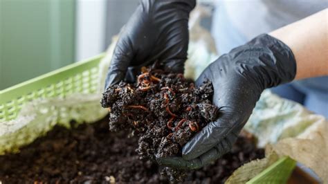 Vermicomposting Information Table Denton County Master Gardener Association