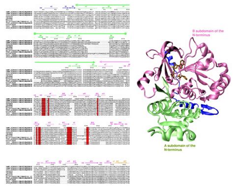 Structural Subdomains Of Adenylation Domain The Figure Depicting The