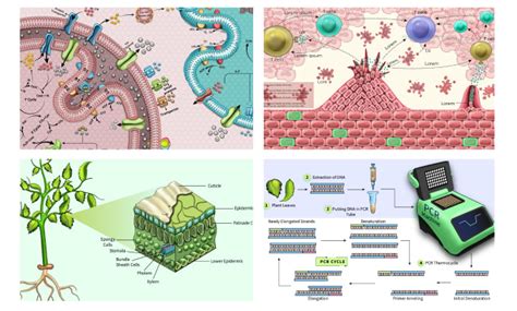 Create Scientific Illustrations Figures And Graphs By Nishat2244 Fiverr