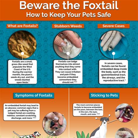 Dog Foxtail In Nose Symptoms At Lanny Rivera Blog