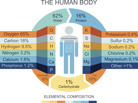 Chemical Makeup Of A Human Saubhaya Makeup