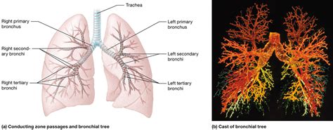 Branching Pattern Of The Bronchial Tree Diagram Quizlet