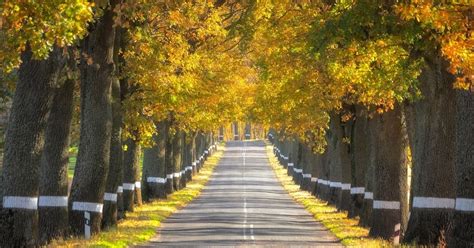 Во всём виноваты деревья — Teletype