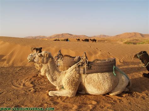 Dromedario Beida Vivac En El Desierto Hassi Labied Marruecos