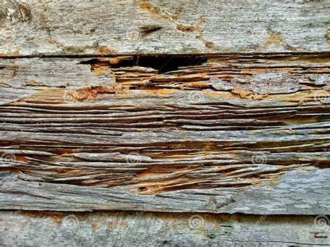 Closeup Wooden Wall Damaged By Termite Stock Image Image Of Repair