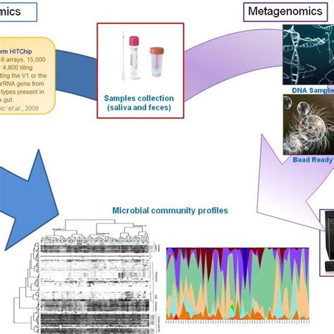 Metabolomics And Metabonomics Based Investigations Of Gut Microbiota Download Scientific