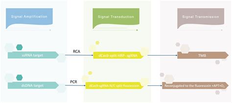 Biomolecular Sensors Based On Crisprcas Gene Editing Lifeasible