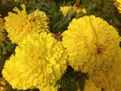 Infinix Zero Plus Review PhoneWorld