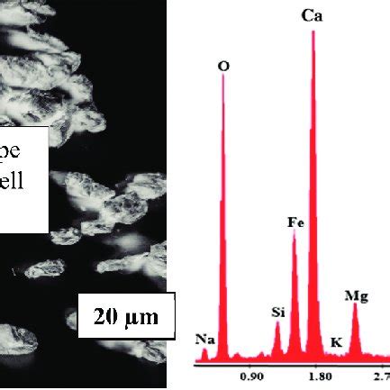 Surface Morphology And EDX Analysis Of Snail Shell Powder Download Scientific Diagram