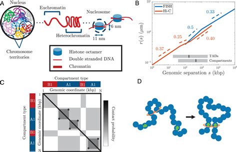 Chromatin