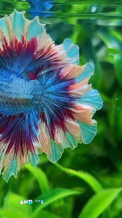 Feathertail 🪶🪶 Youtube