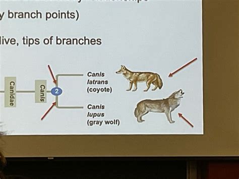 Topic Phylogeny Flashcards Quizlet