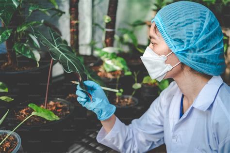 의학 실험실 온실에서 잎 식물의 농업에 대한 과학자 연구 대마 또는 허브 새싹 자연에 사는 농장 마약 식물학 과학과 산업을위한 유기농 꽃밭 성장 사진 Unsplash