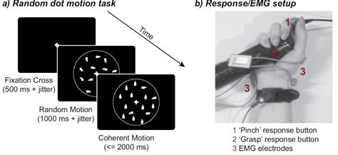 Speed Accuracy Tradeoff Turns Up Gain In The Brain
