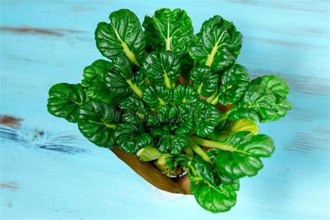 Tatsoy Is An Asian Variety Of Brassica Rapa Grown For Cooking