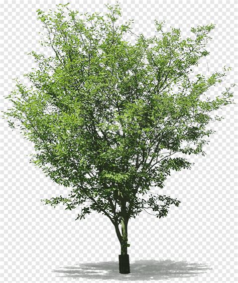 Twig Tree Populus Nigra Populus Sect Aigeiros Arbre Leaf Branch Png PNGEgg