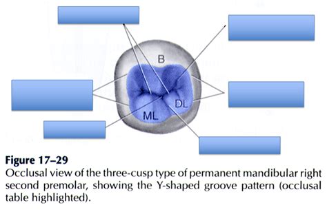 Right Second Premolar Three Cusp Type Diagram Quizlet